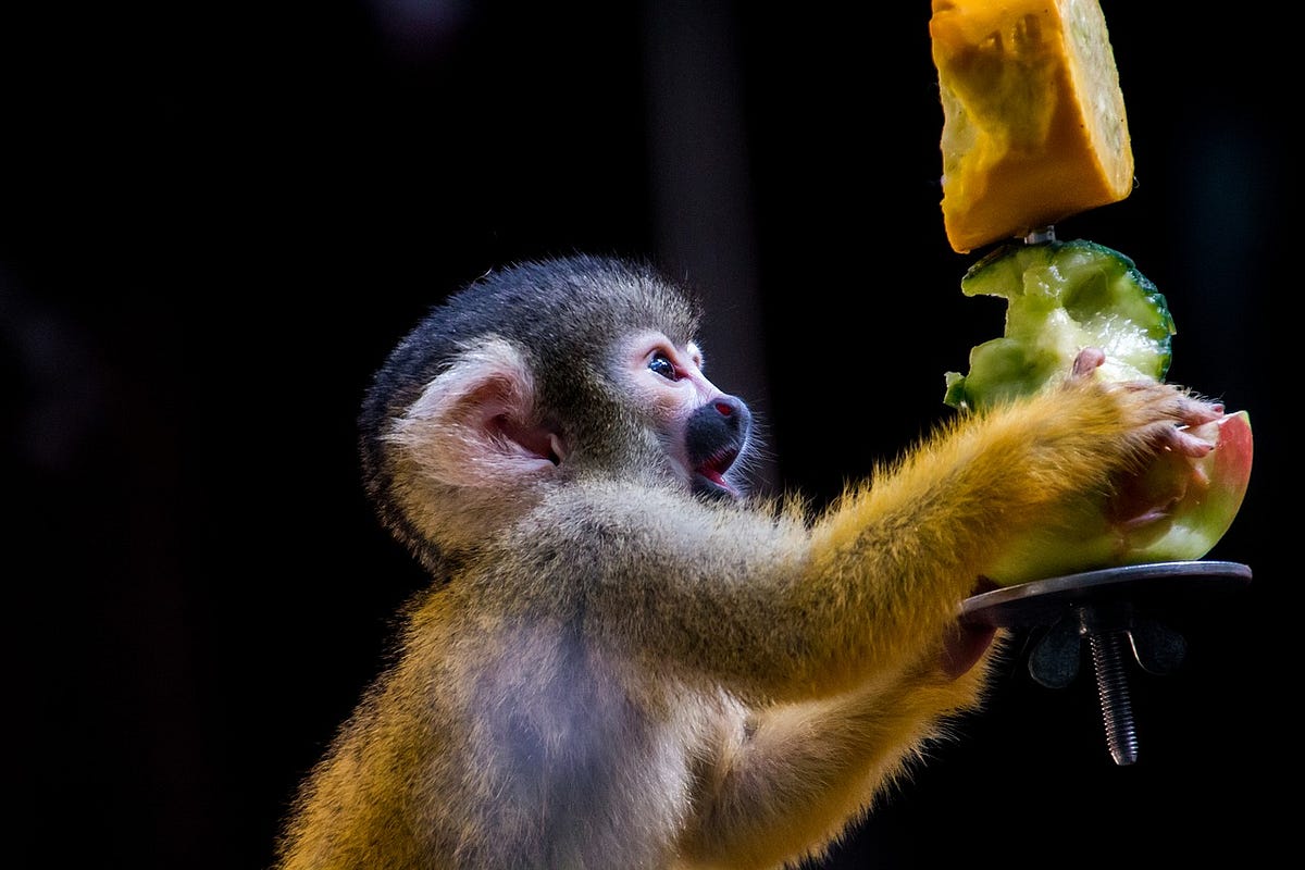 Paraguay Monkey Trap. This is a story about letting go and… | by Rachel ...
