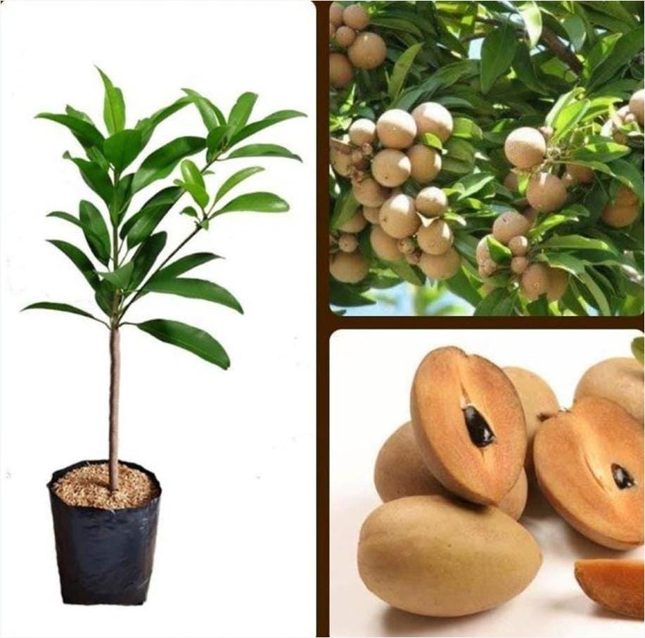 Bibit Sawo Manila Pohon — Buah Tanaman Cepat Berbuah Cilacap ...