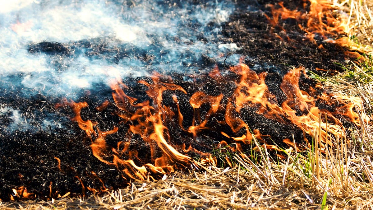 Crop residue burning: a problem for environment, agriculture and humans | by Narendra Nerla | Medium