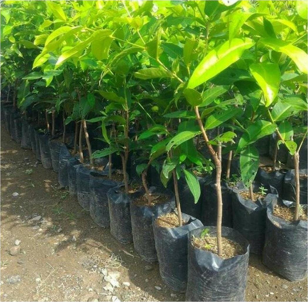 Bibit Jambu Air Kiojok Tanaman Super Manis Pusat Hijau Murah Garut ...