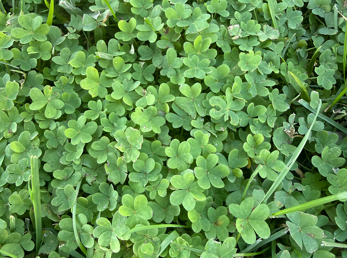 When is Clover Not Clover. When it’s Creeping Wood Sorrel | by Michael ...