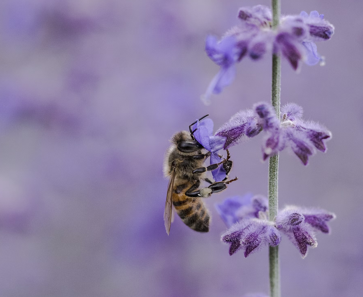 The Month Ahead — August 2024. World Honey Bee Day is celebrated on ...