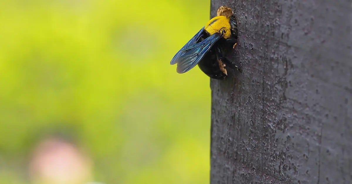 What Are Carpenter Bees? Helpful Pollinators and How to Live with Them ...