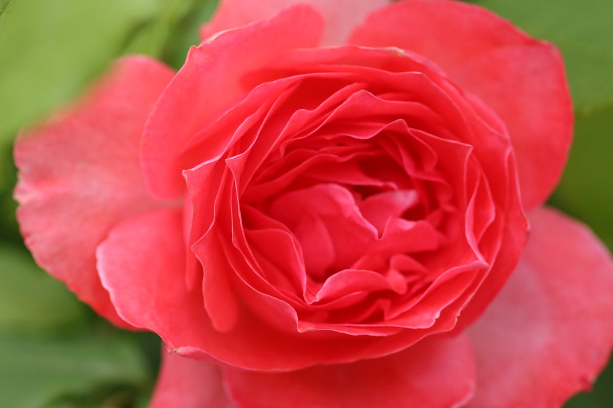 My Wife’s Roses Hate Me - The Daily Cuppa - Medium