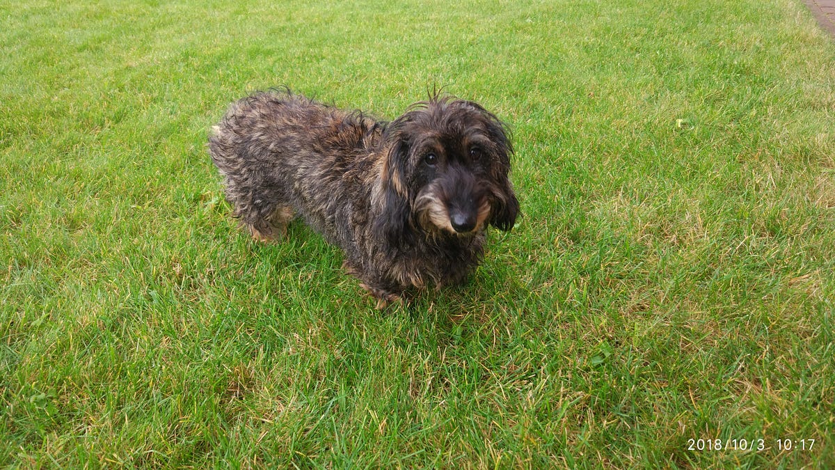 Cat or Dog — Image Classification with Convolutional Neural Network ...