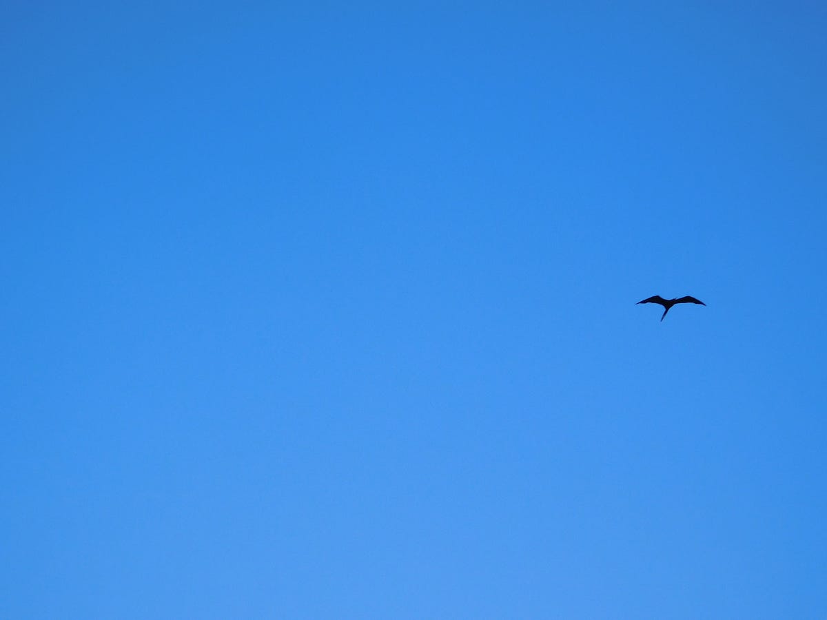 De la memoria y otras gaviotas. Cuando era más joven tratando de… | by Halcyon T. | Medium