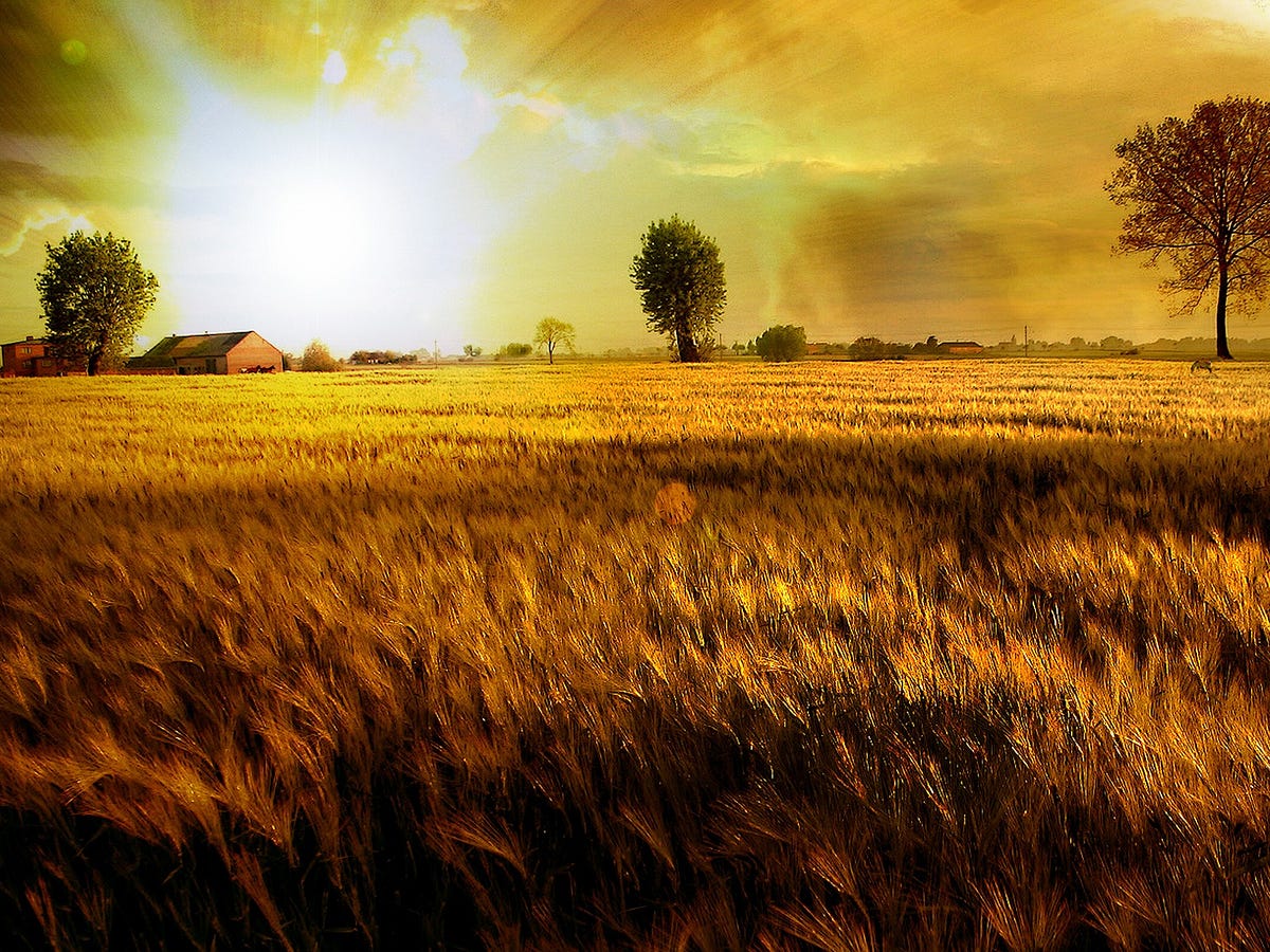 Play date. Something about An open field That… | by H. Grace Boyle | Medium