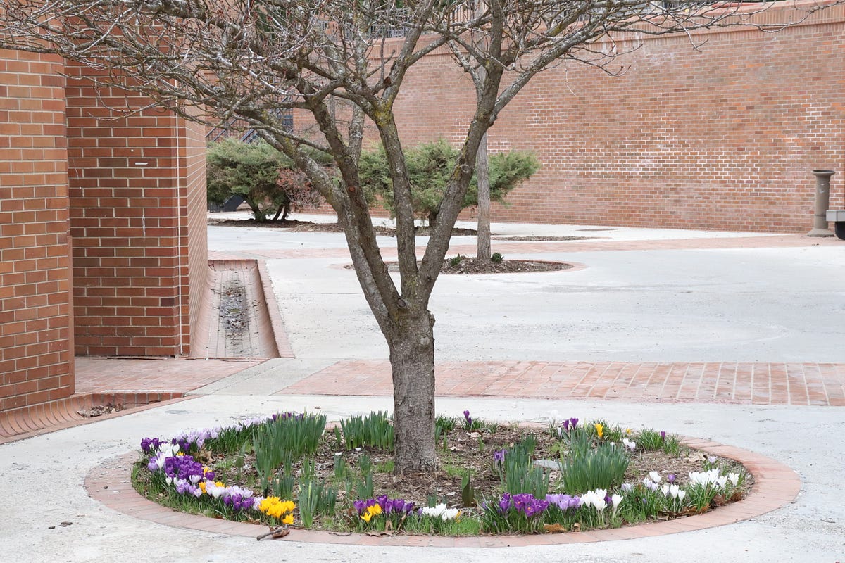 TITLE: Looks Like Spring — Feels like Spring (FINALLY!!!) | by Pbehr ...