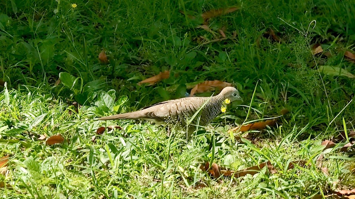 Life Lessons We Can Learn From Animals | by TzeLin Sam | Picture This ...