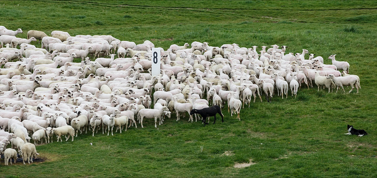 Herd Mentality. Why there are always a few numbers of… | by The ...