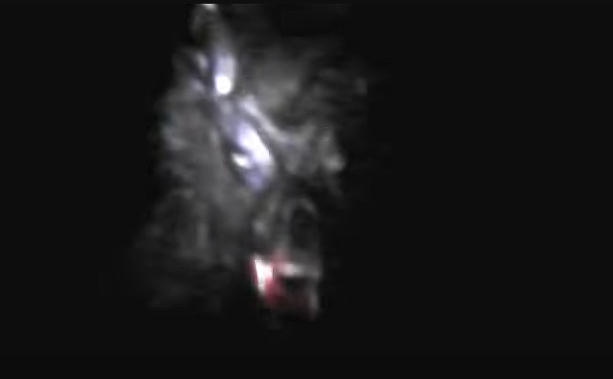 Woman Captures Real Werewolf In Video | by Johnmooner-chief | Nov, 2024 ...