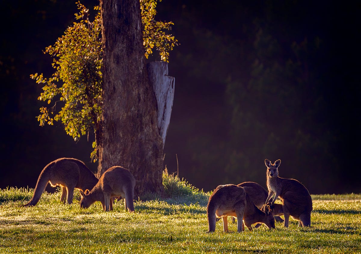 Photographing What Is Quintessentially Outback Australia | by Nilmini ...