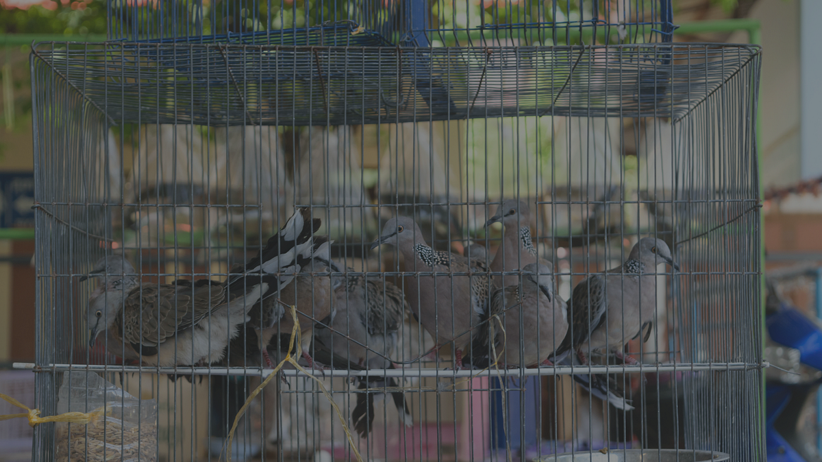 Caged Birds: On Financial Literacy, Neuroeconomics, and Designing for ...