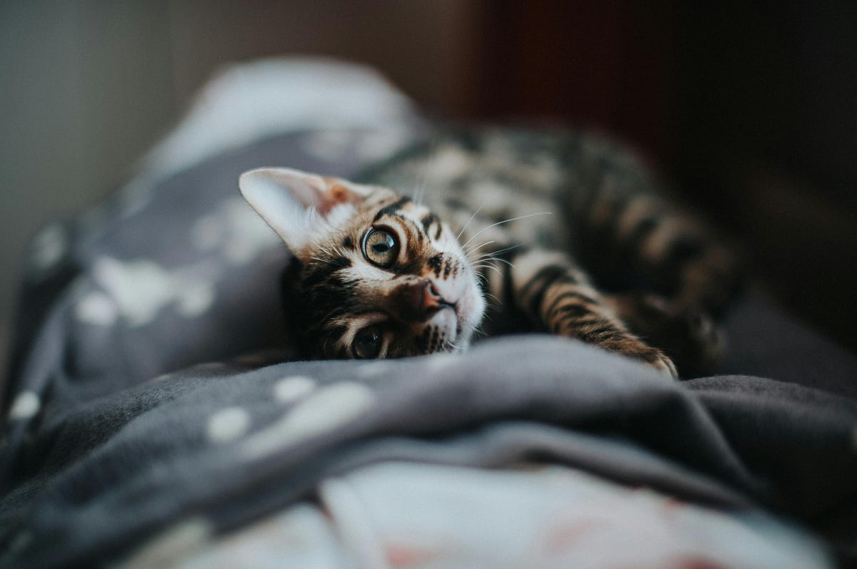 The Stray Cat. How a slight gesture of compassion can… | by Raahil Modi ...