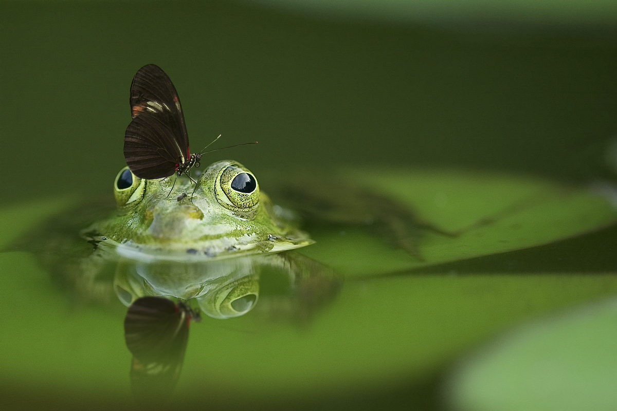 We Need Both Birds and Frogs. This is an article that pays tribute to ...