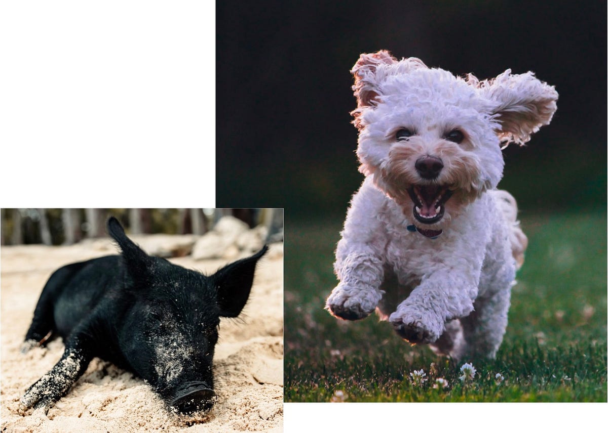 PEPPER and TROUT. The tiny wild boar piglet Came trotting… | by Maureen ...