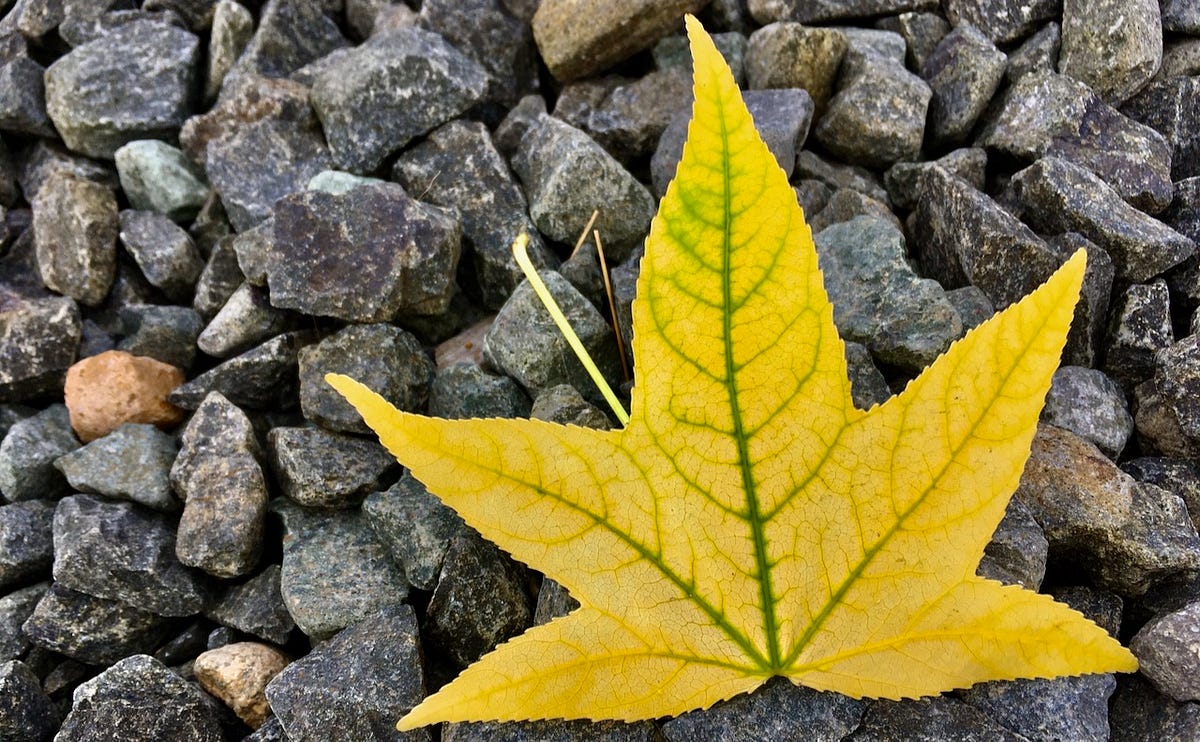 Find Your Fall Focus. Capture seasonal energy for more… | by Joni ...