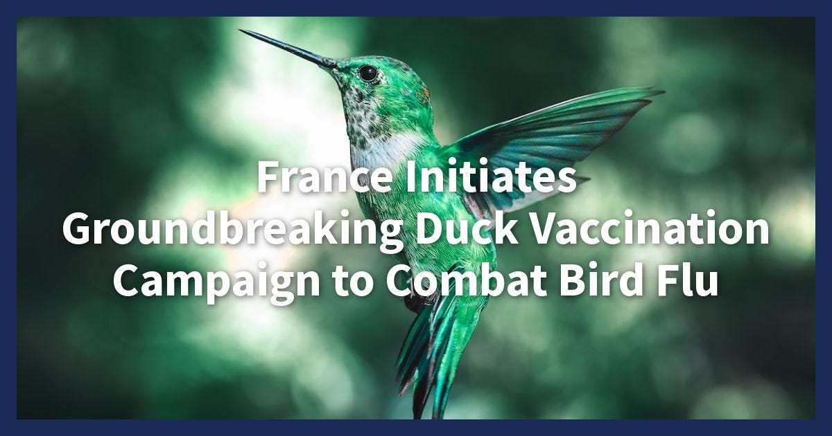 France’s Bold Move: Vaccinating Against Bird Flu, Igniting Controversy ...