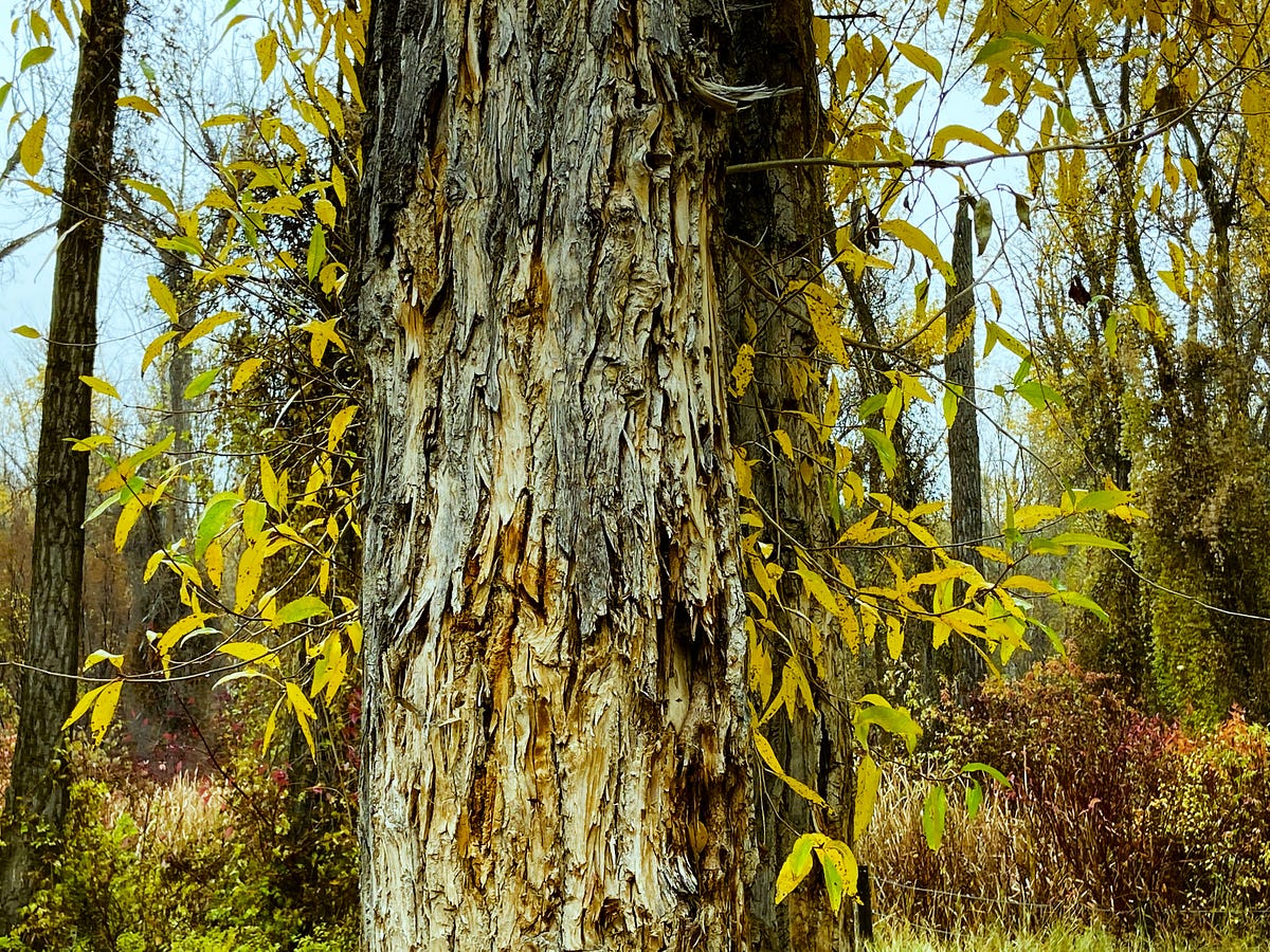 The Colors and Accents of Autumn in Idaho | by JoAnn Ryan | In Living ...