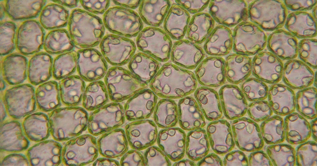 Microchimerism. By Jesse Atwell | by Jesse Atwell | Jesse's Blog by ...