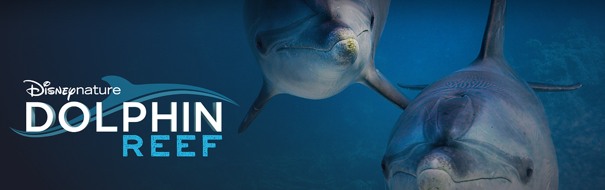 Review of “Dolphin Reef” and “Diving with Dolphins”— documentaries from Disneynature | by ...