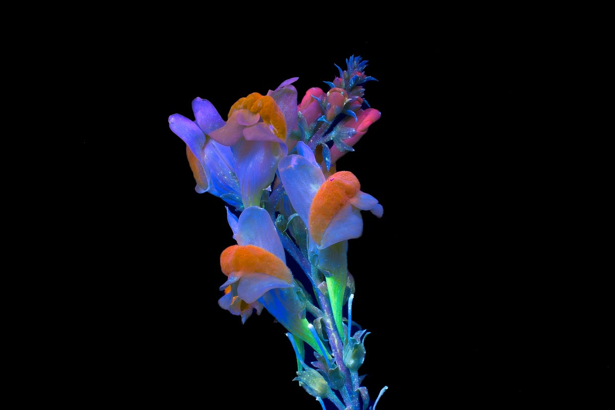 Flower Photography: UV Fluorescence | by Mark Overmars | Full Frame ...