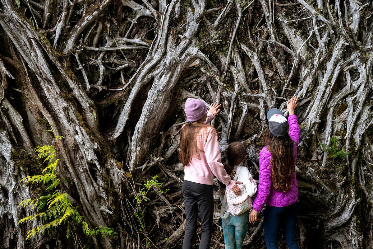 What I Learned from My Family’s Health History | by Washington State ...