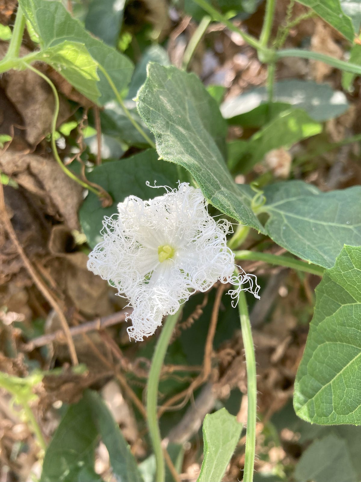 Puzzle : Agricultural Wonder — Can you guess this ? | by Ashutosh Parida | Medium