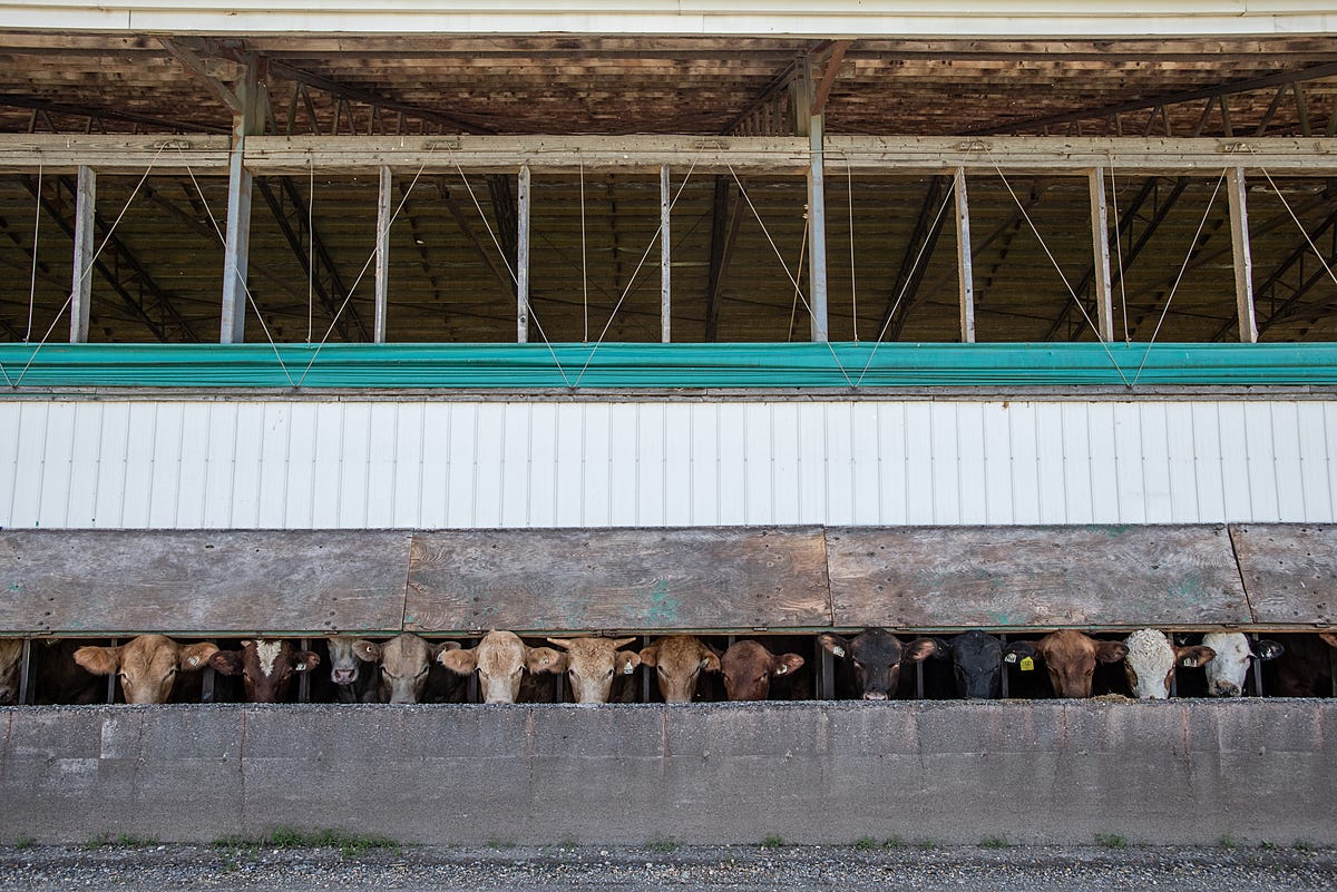 Inside Canada's Cattle Feedlots | We Animals Media | Medium