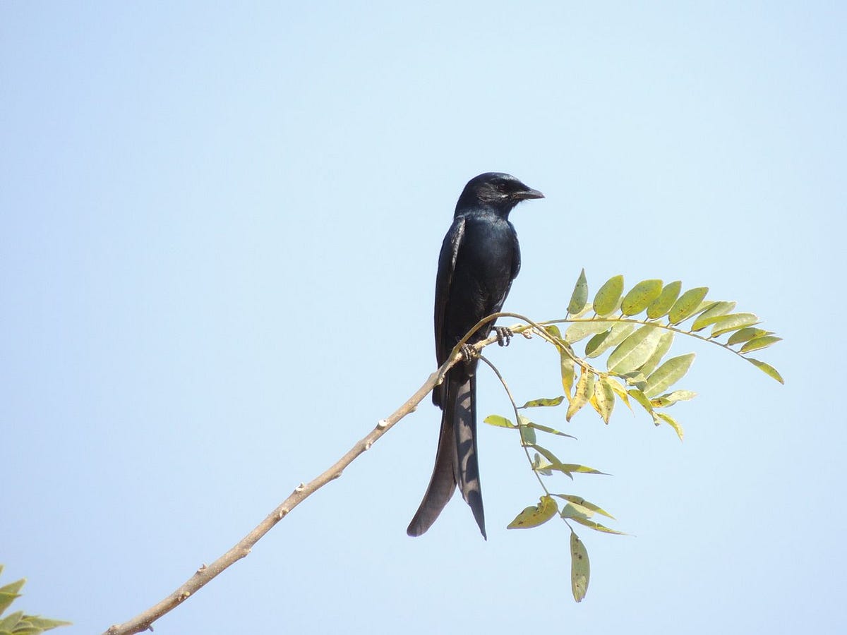 The Bird Sent From God. The Peace of God | by Mike Panton | The Gospel ...