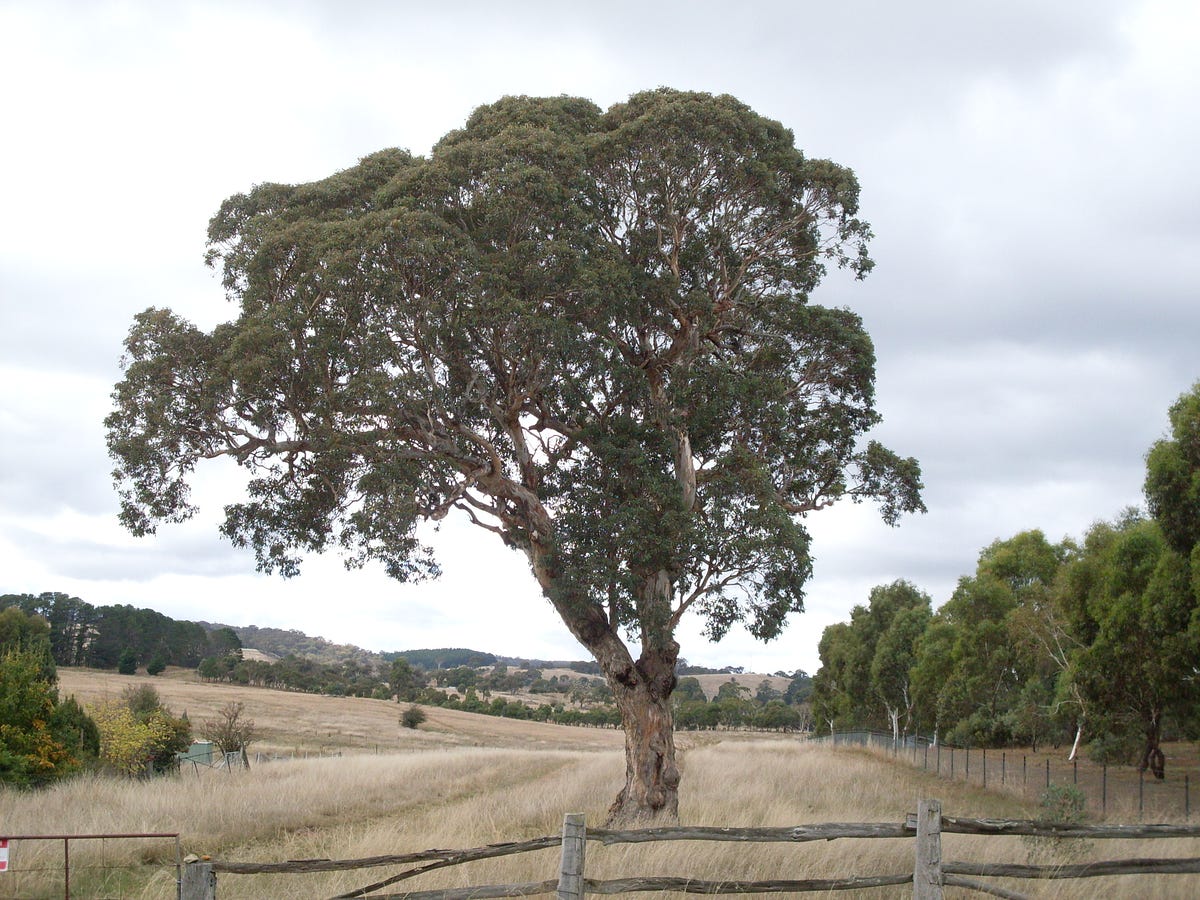 Planting the future. How do you select seeds to grow trees… | by eLife ...