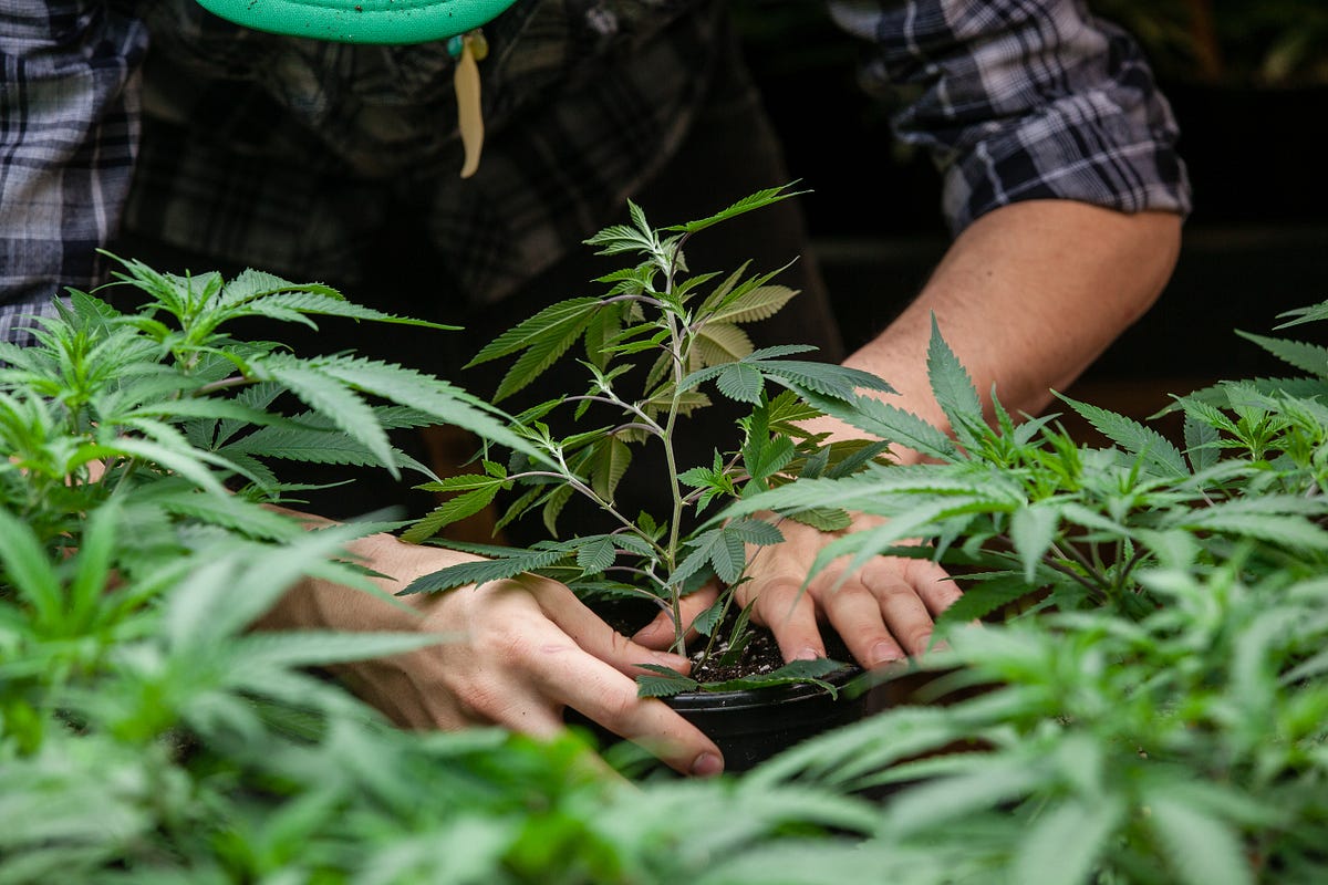 How the Cannabis Industry Will Help Bring More Jobs to the US | by ...