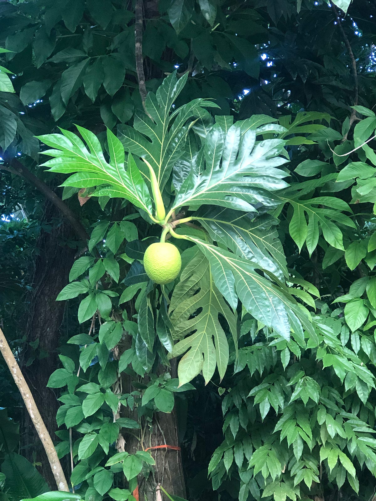 Stem. a fertile soil bearing fruit, some kind… | by Lola Rosario | The ...