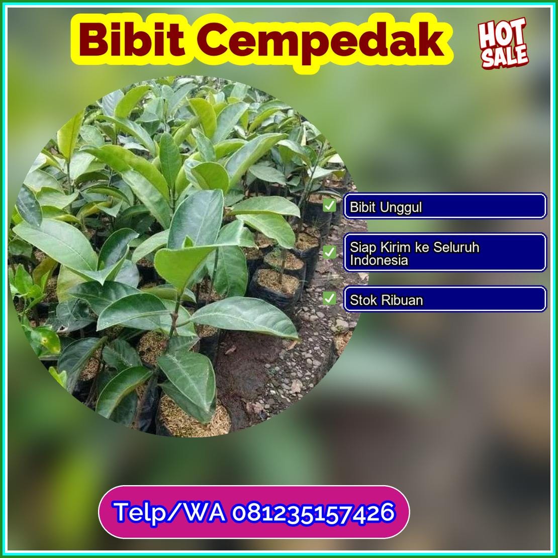 Harga Bibit Cempedak Belitung Timur | by Pusat Bibit | Medium