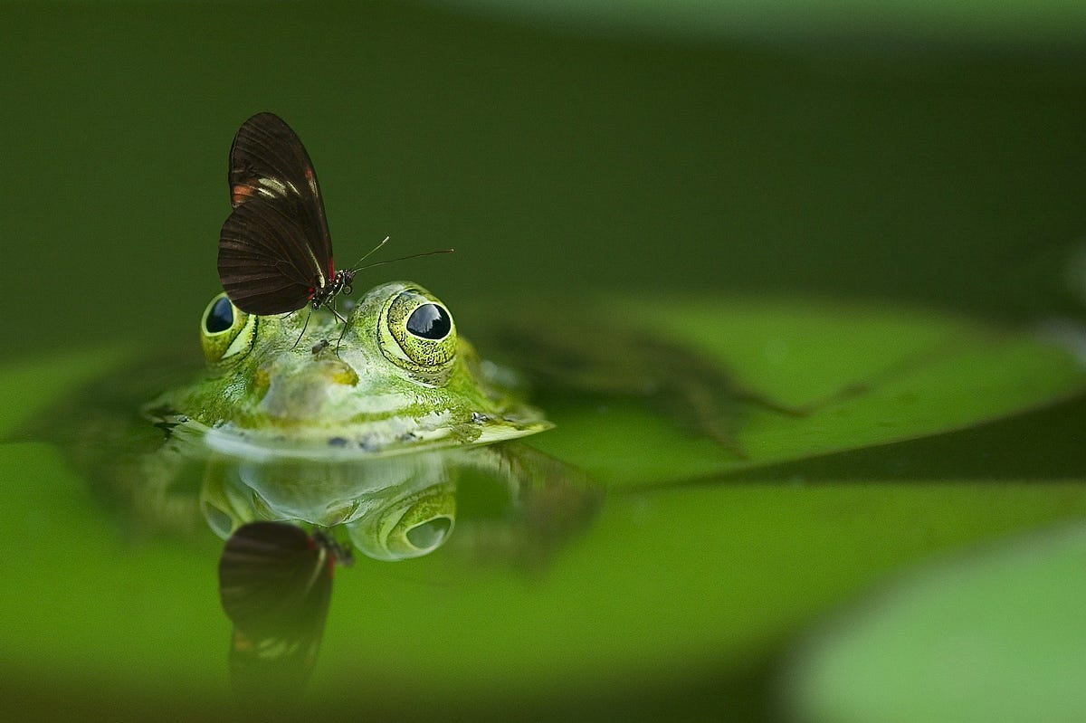 What makes Earth perfect for life? | by Isla Ashford | Curated ...