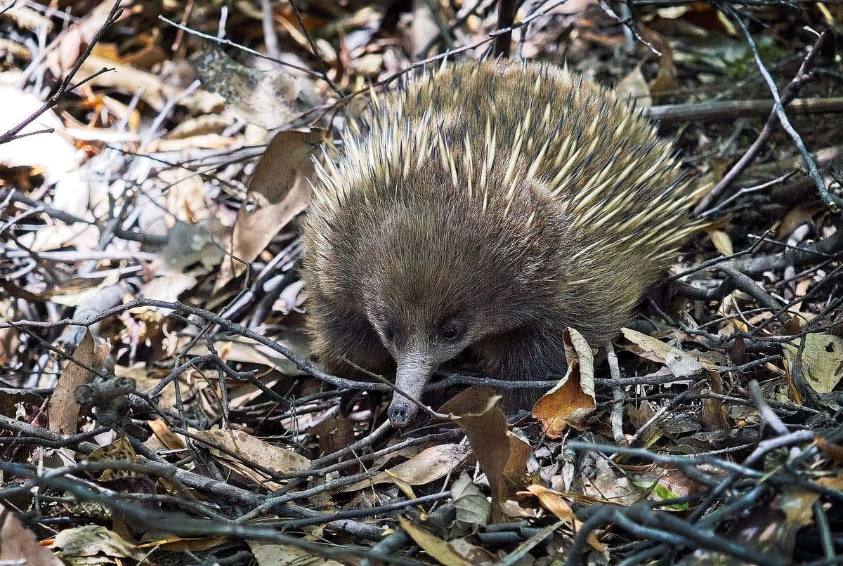ECHIDNA. The puggle’s world was turned upside… | by Maureen McConaghy ...