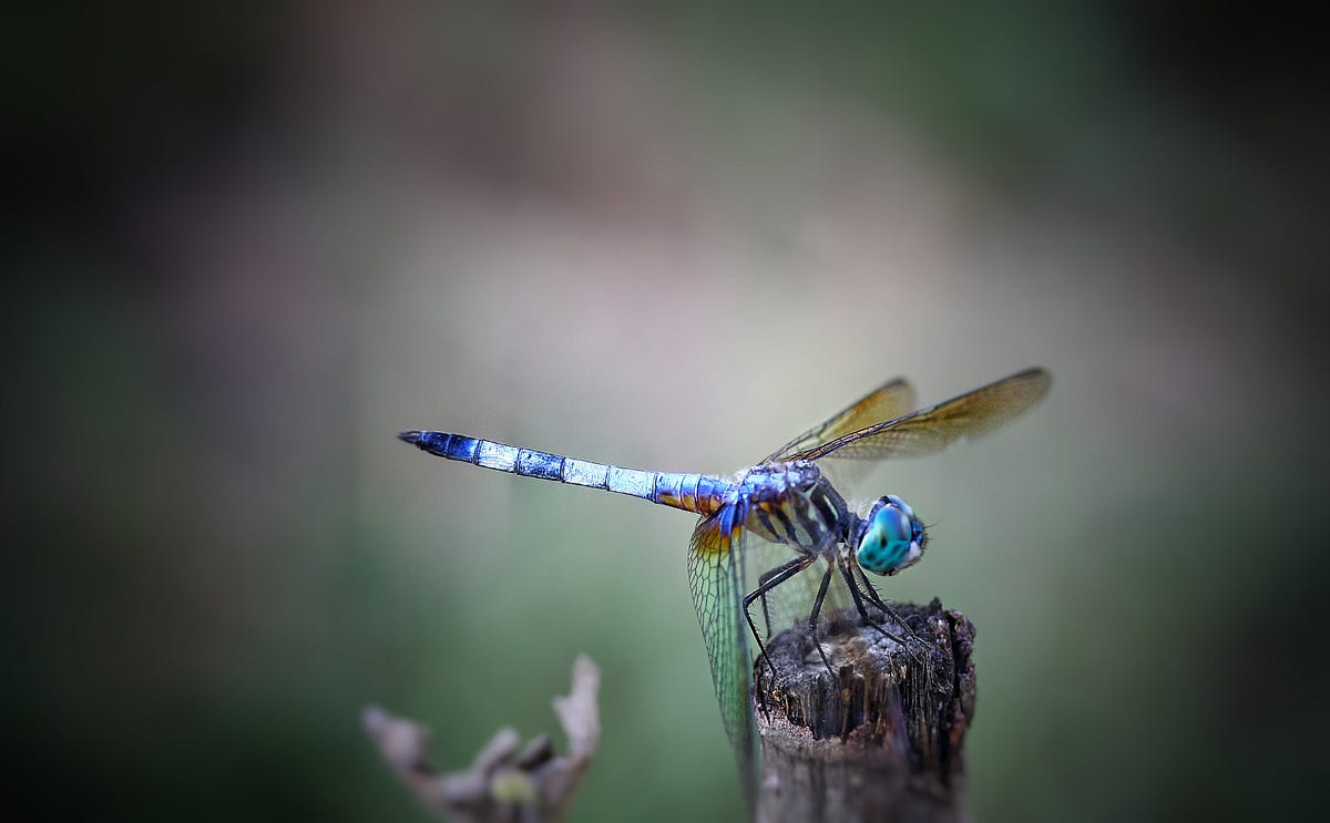 What’s on your old memory cards?. I found more than lost pictures | by ...