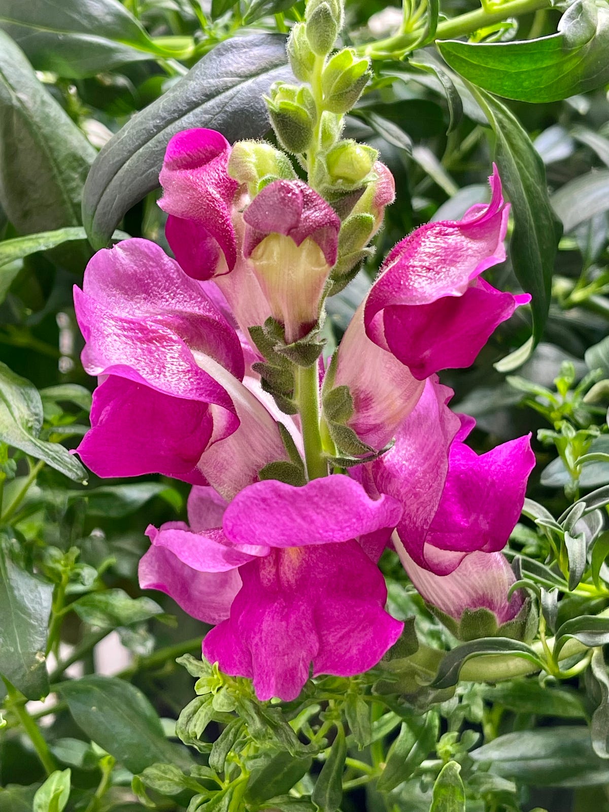 Flower Time. Work and Emails Done. | by Dr John Frederick Rose ...