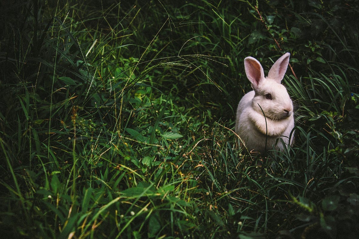 Understanding Different Exchanges of RabbitMQ | by Jainam Mehta | Medium