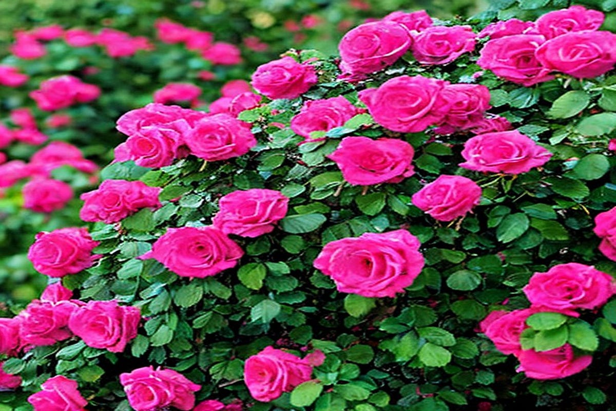 Roses - 17 Onji — Haiku, Senryu, and Zappai - Medium