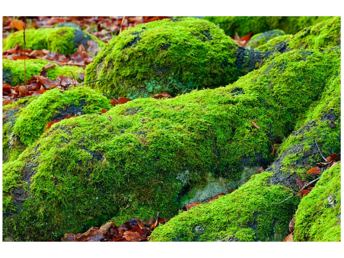 3 Brief Poems/Lessons from Forest Bathing | by Lyn Carr | Medium