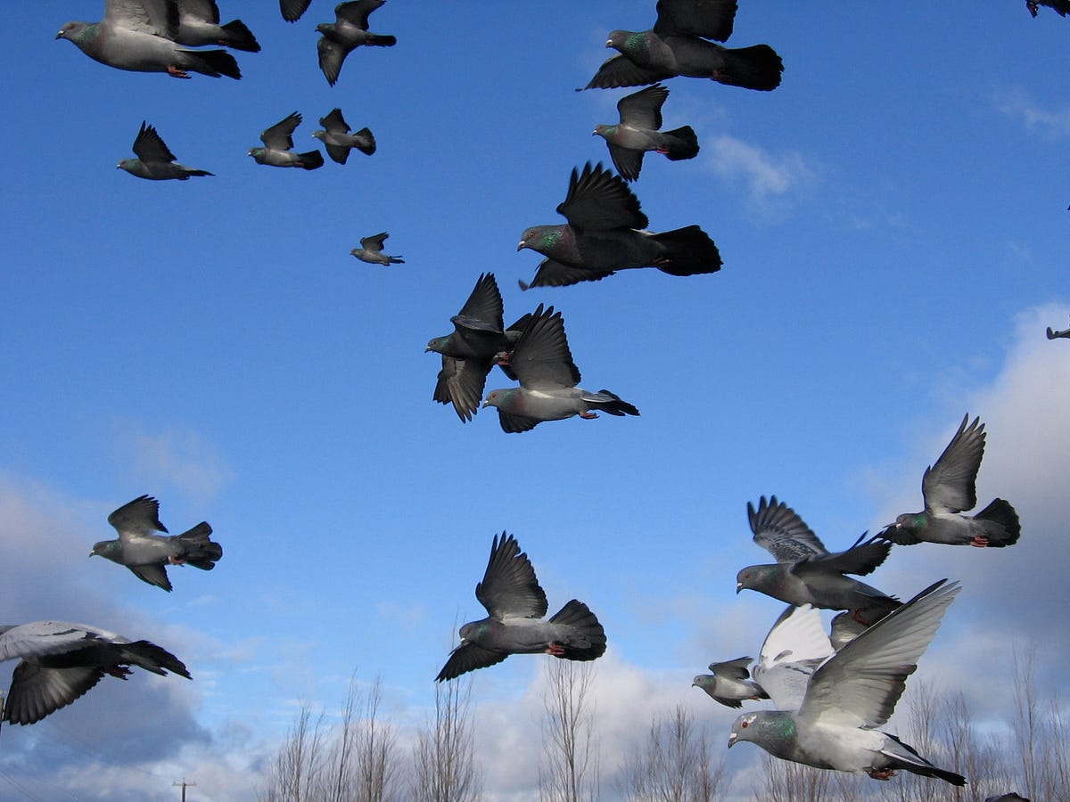 The Dance of the Pigeons. Stop, listen, and watch | by Mary Chang Story ...