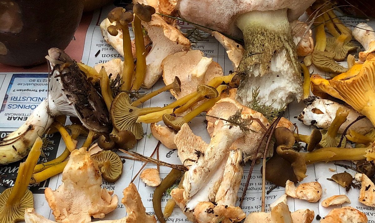 Image Clustering Implementation With Pytorch By Anders Ohrn Towards Data Science