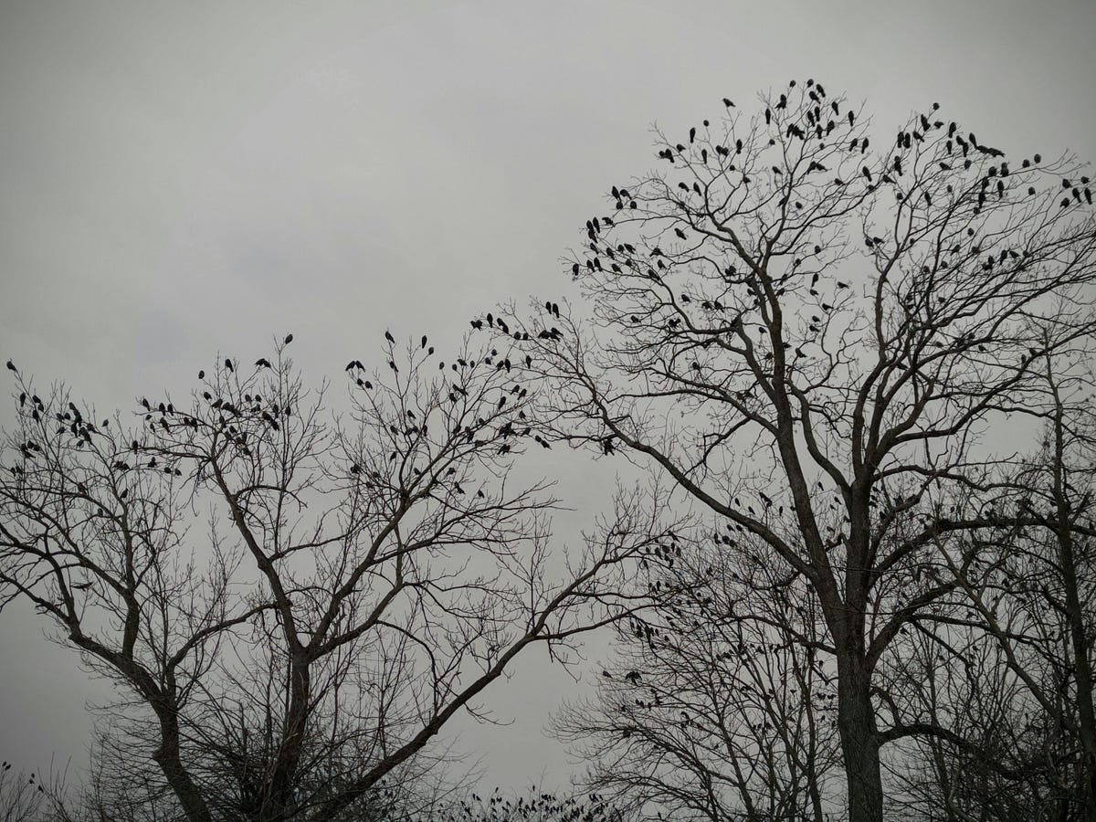 Rooted in Folklore. In the Hour of Crows by Dana Elmendorf | by ...