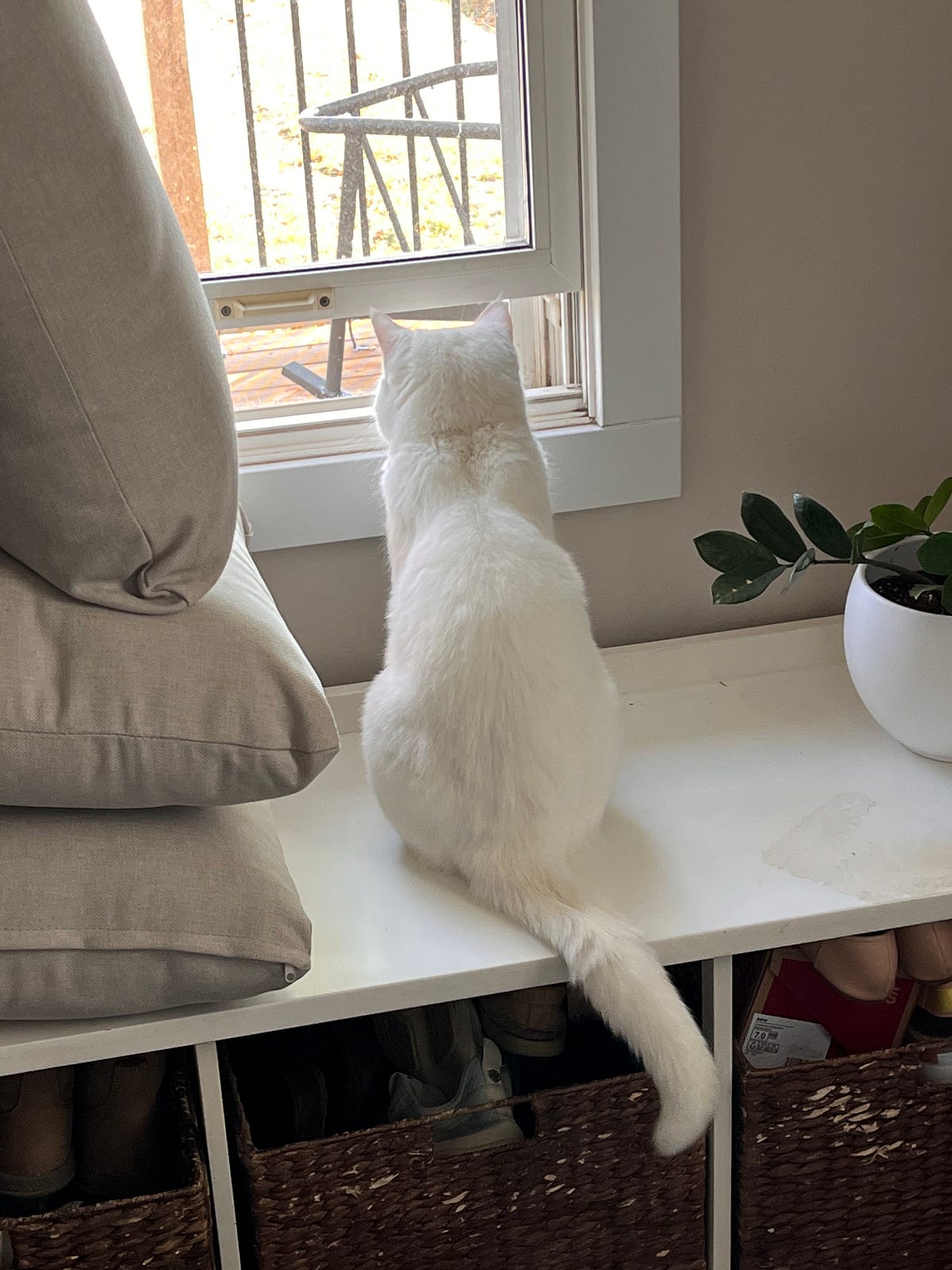 Pets and Animals in Novels and Short Stories | by Alison Acheson | The ...