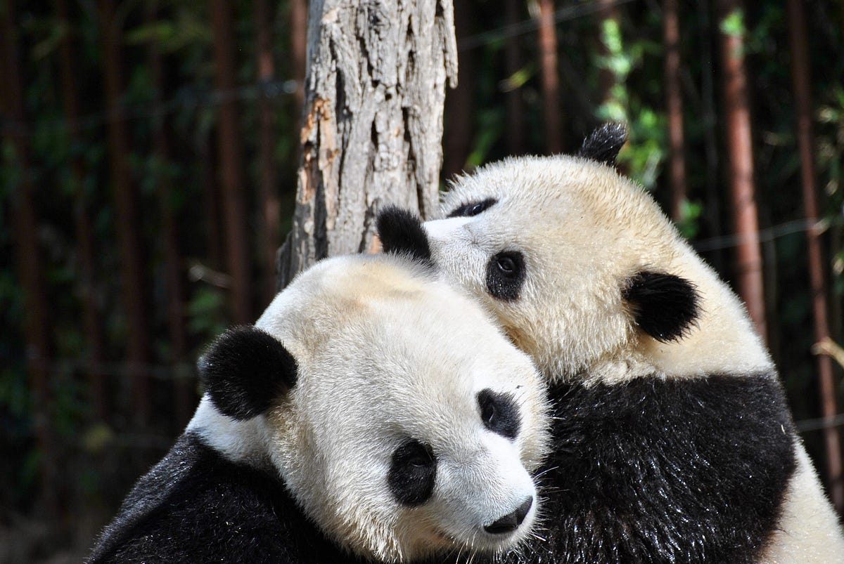 Why We Need To Use Pandas New String Dtype Instead Of Object For 9669