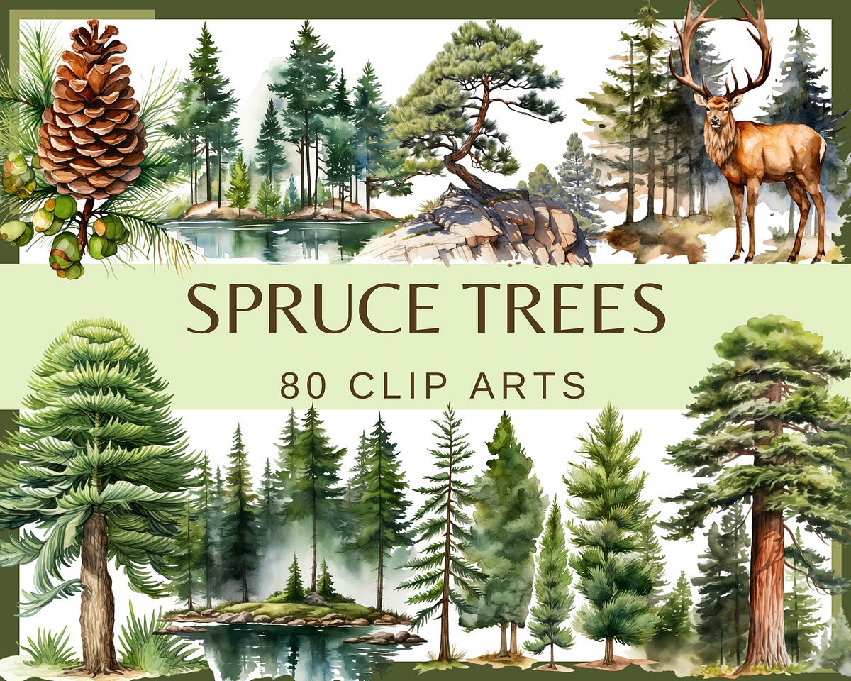 SPRUCE TREES — 80 clip arts (300 dpi, commercial use, bundle, digital ...
