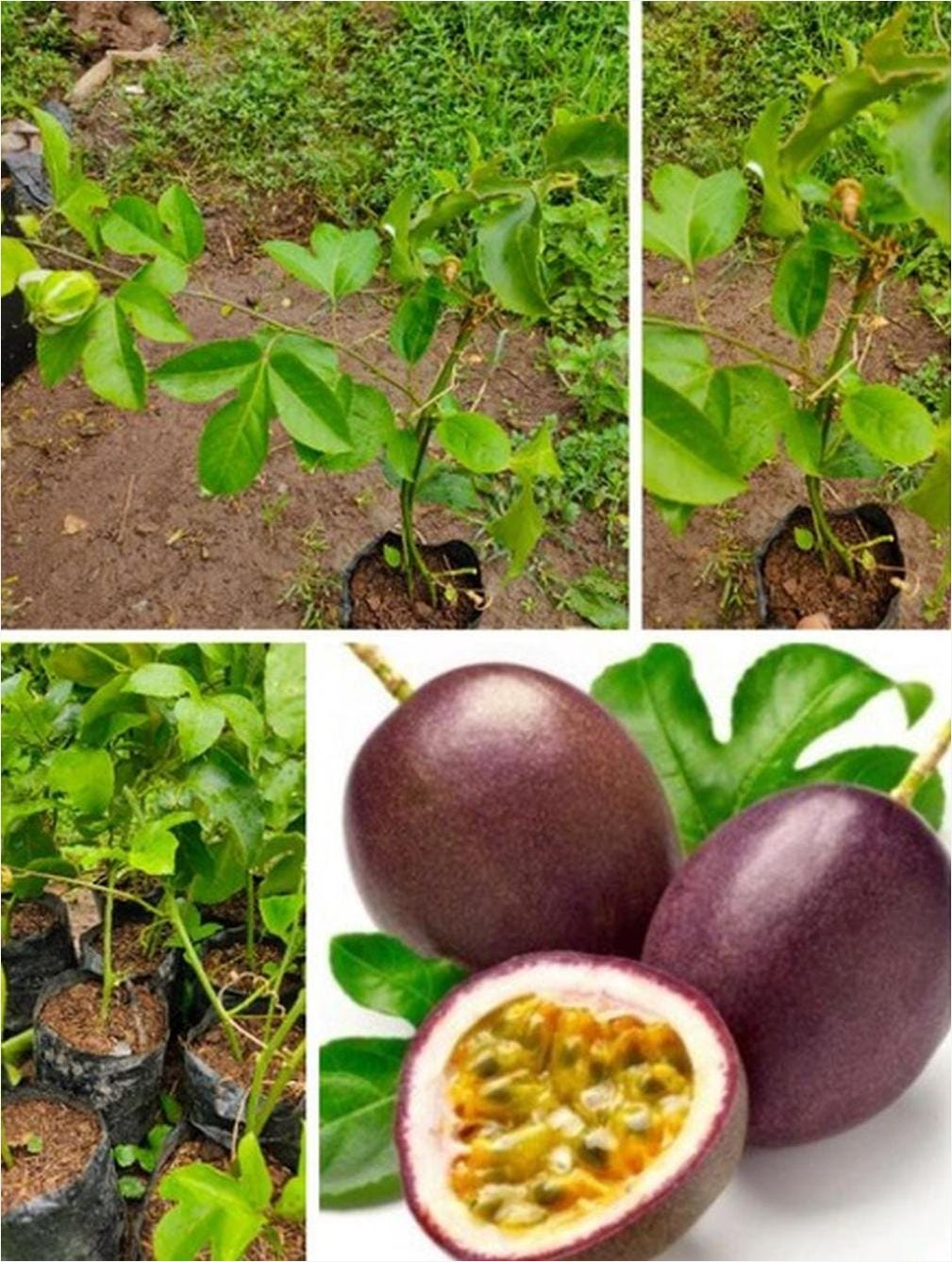 Bibit Markisa Ungu Buah Merah Super Manis Pohon Sumenep Terunggul | by ...