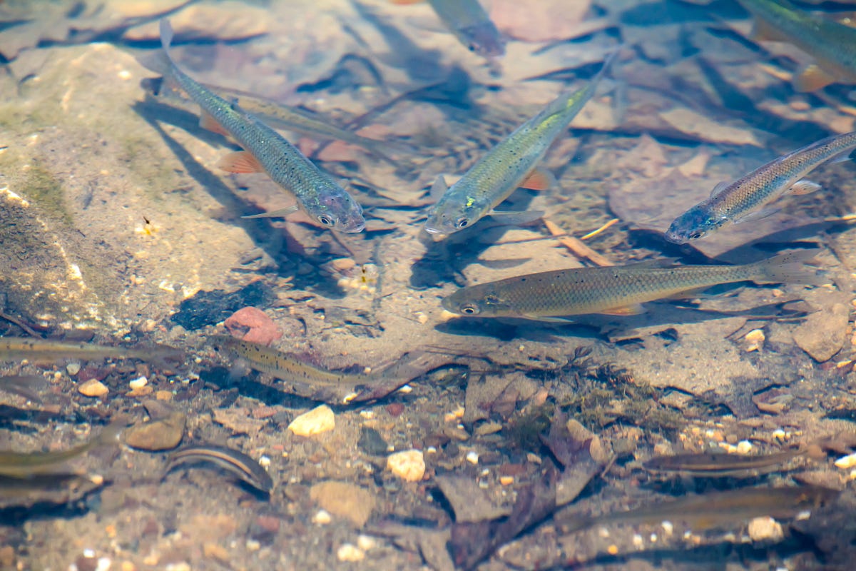 Research Report #24 — Fish of the Northern Shawangunks | by Mohonk ...