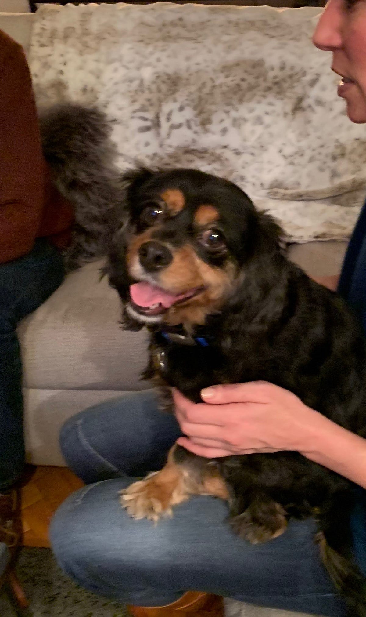 “You Should Write About Dogs.”. What my editor knew long before I did ...